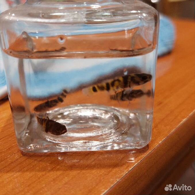 Рыбки бычок пчёлка