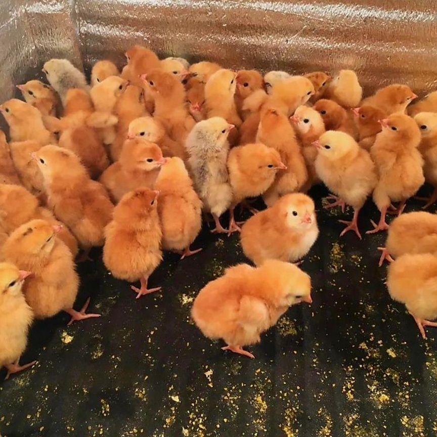 Цыпленок редбро