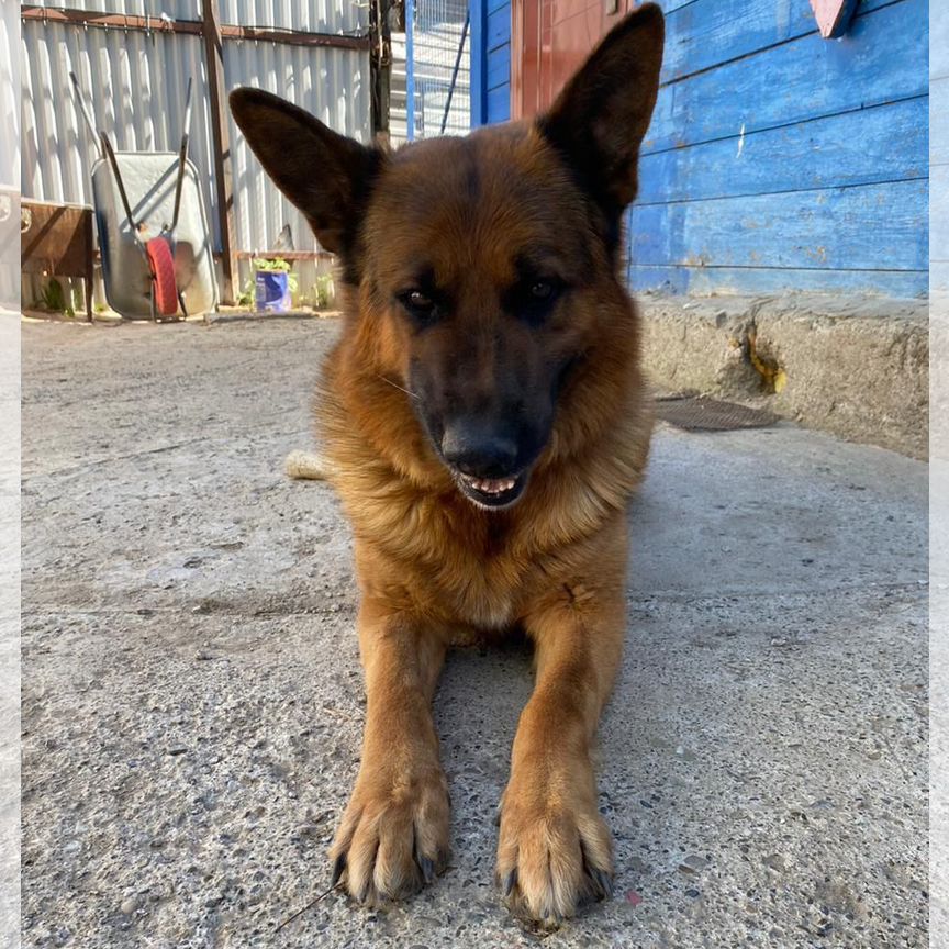 Шенок немецкой овчарки,от чистокровных родителей