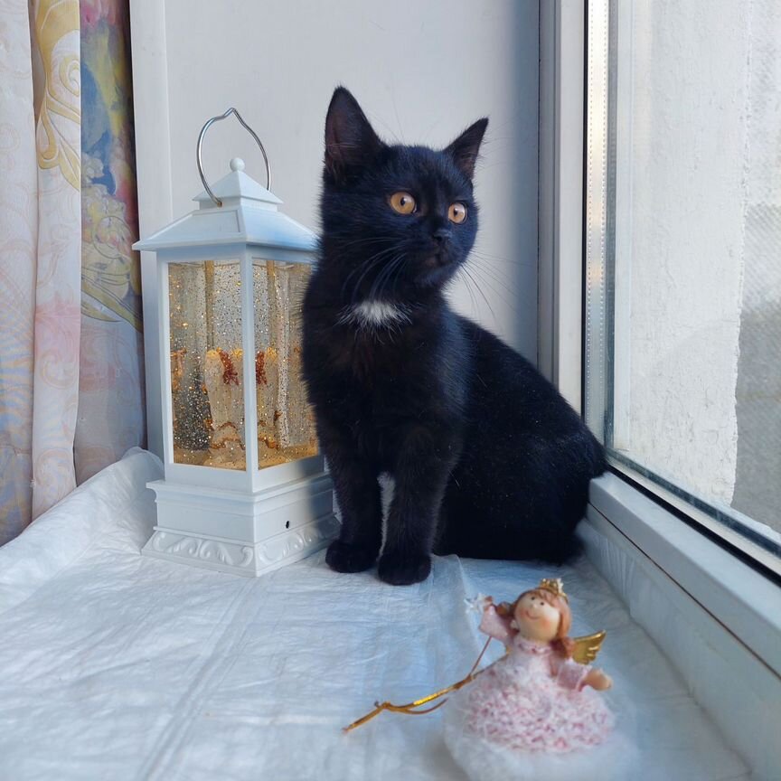 Котенок Нил