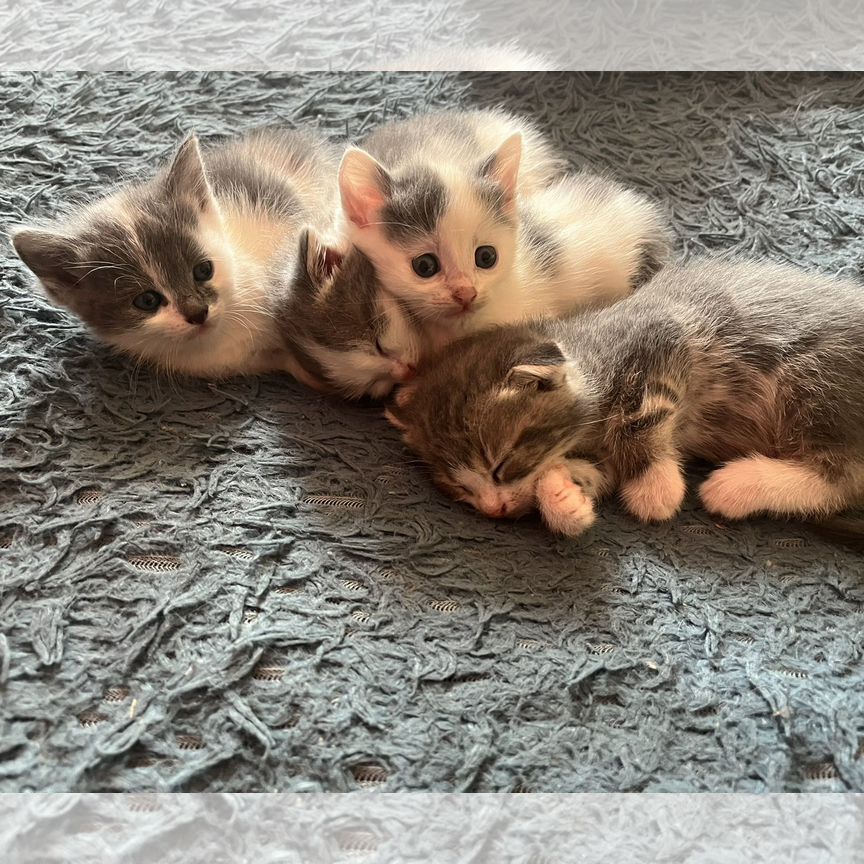 Отдам котят в хорошие руки