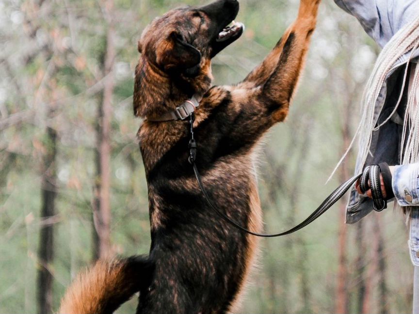 Макс ищет заботливую семью (3г., кастрирован)