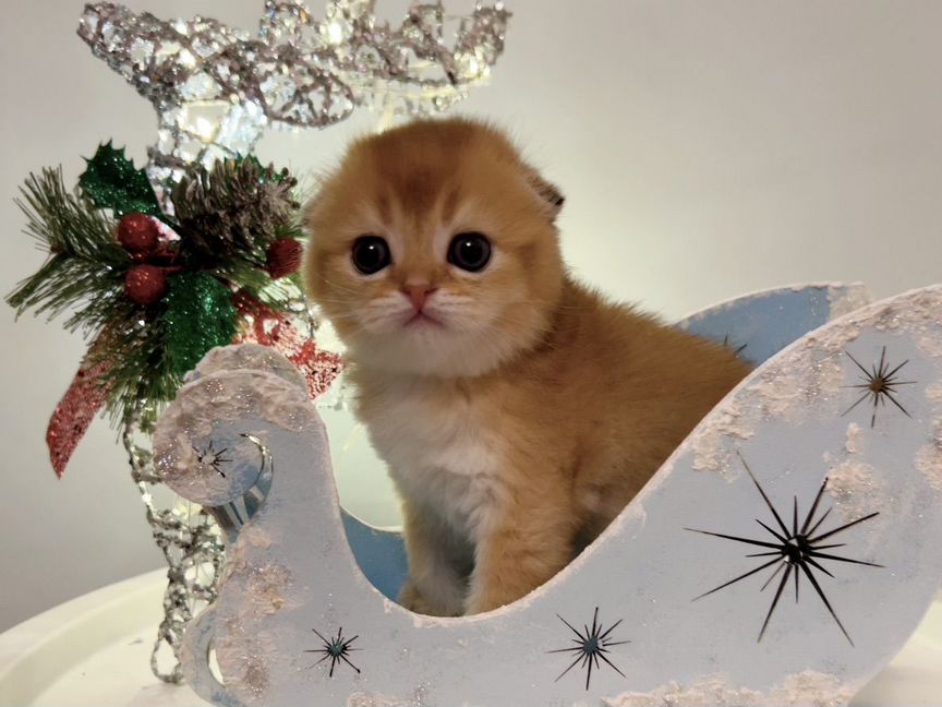 Золотые вислоухие котята