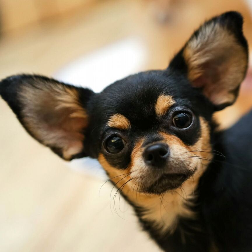 Чихуахуа, щенок