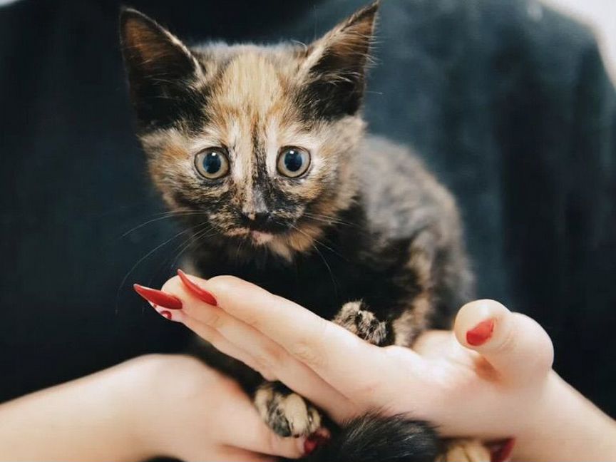 Котенок Микки в добрые руки бесплатно