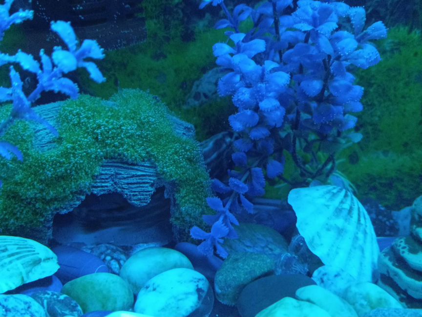 Украшения для аквариума