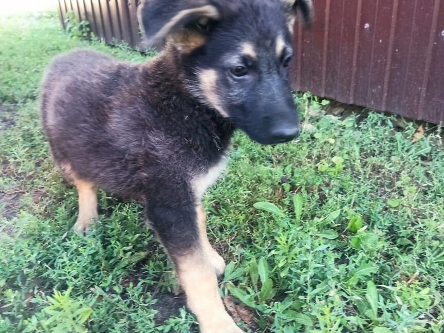 Чистокровная немецкая овчарка