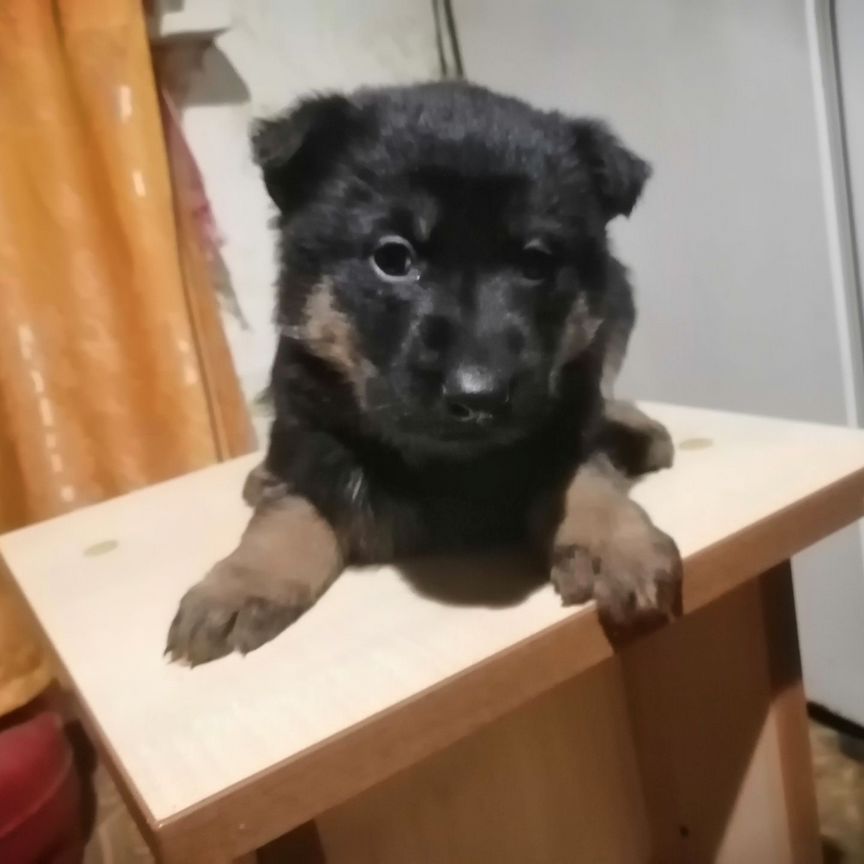 Немецкая овчарка