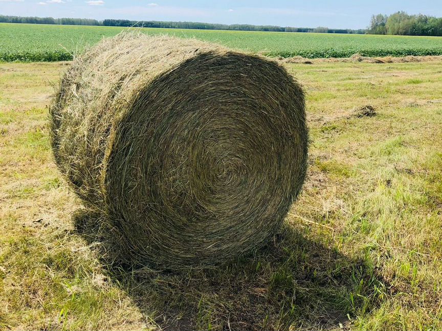 Сено в рулонах
