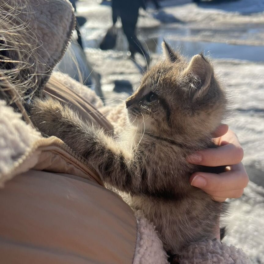 Котенок мальчик бесплатно