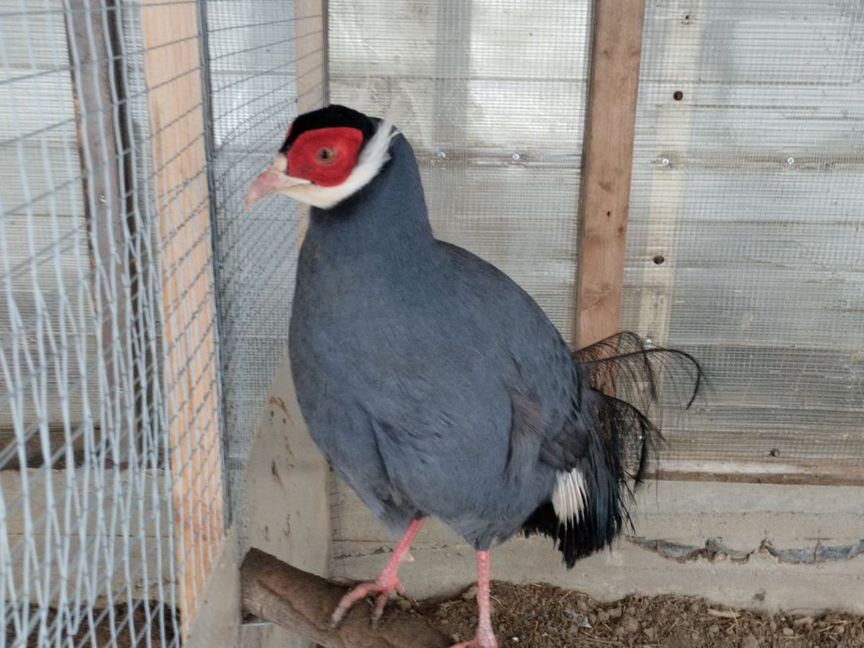 Синий ушастый фазан, серебряный, золотой