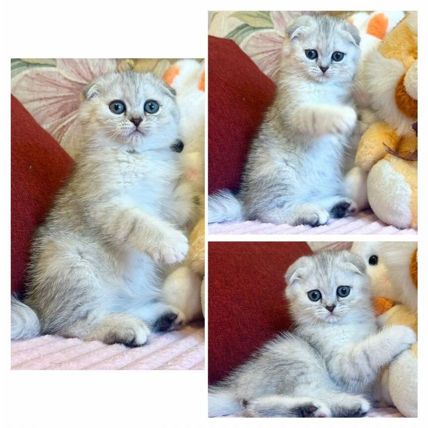 Шотландский вислоухий короткошёрстный котёнок