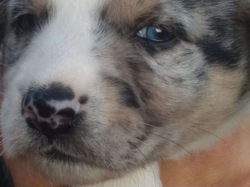 Щенки ретривера