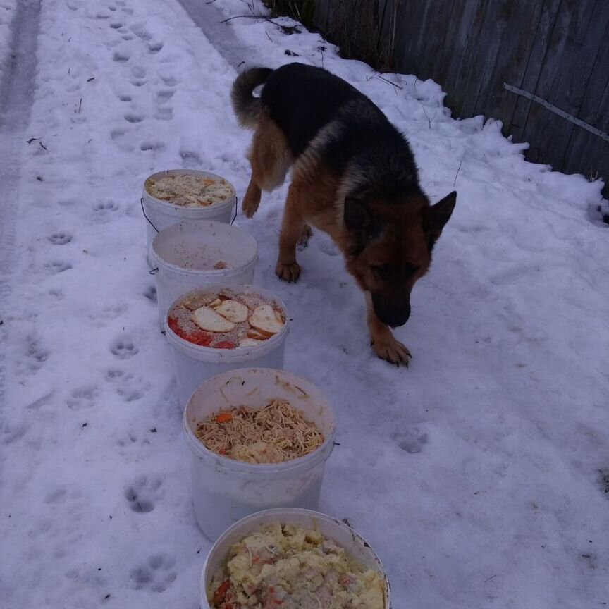 Пищевые отходы для животных