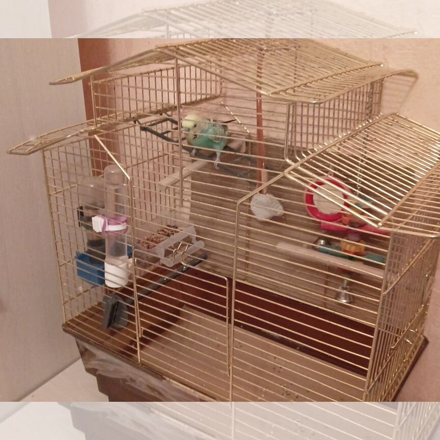 Волнистый попугай с клеткой