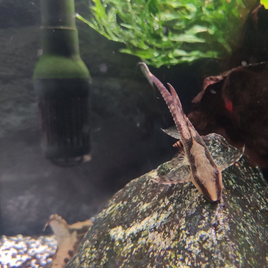 Стурисома панамская