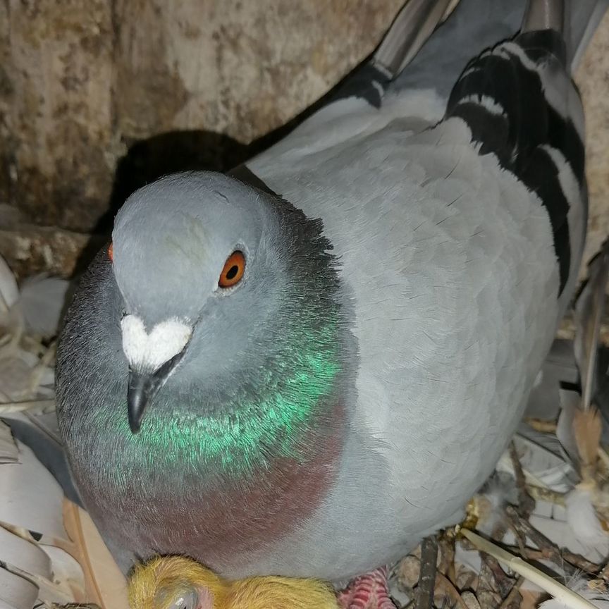 Продажа голубей