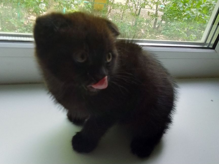 Котята
