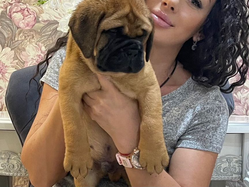 Бульмастиф мальчик