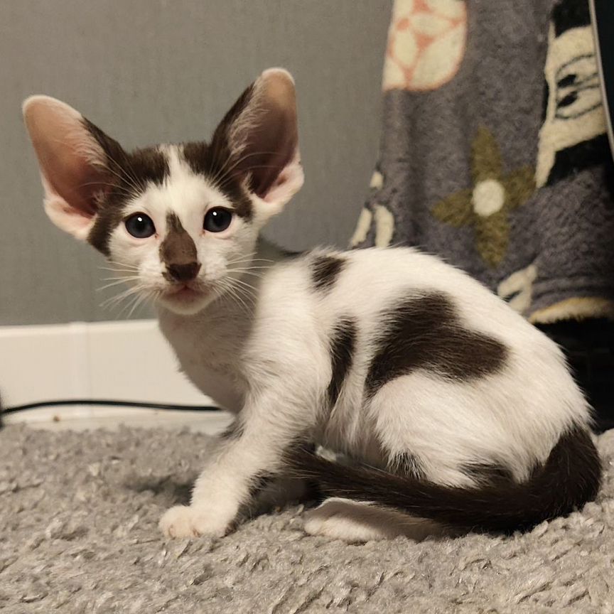 Ориентальный котёнок