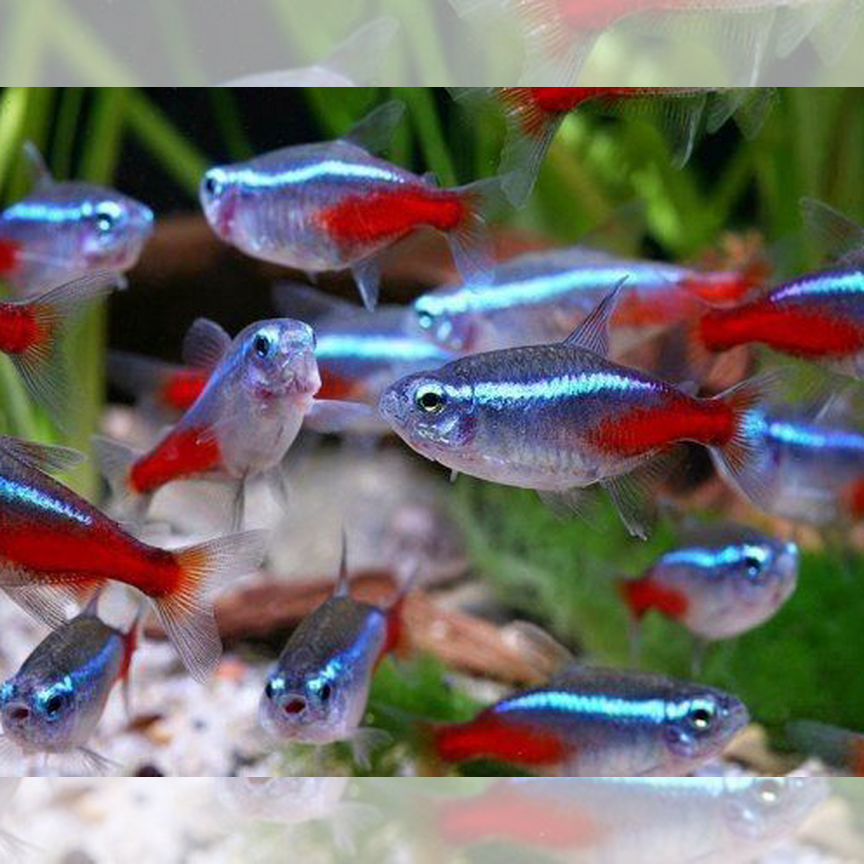 Малыши неонов