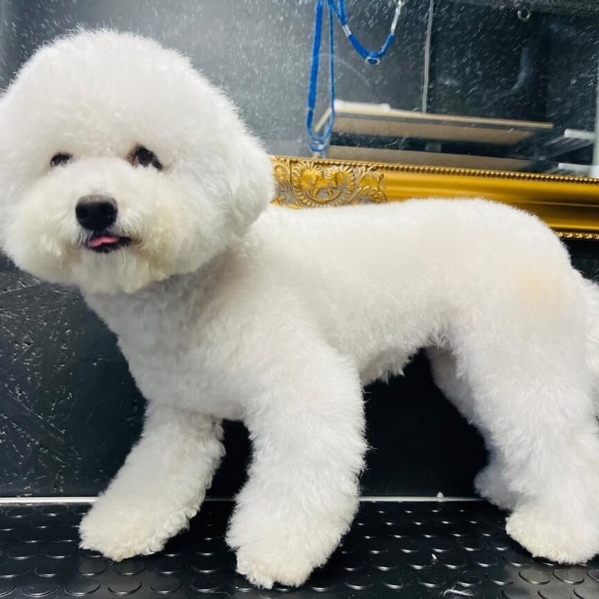 Бишон фризе