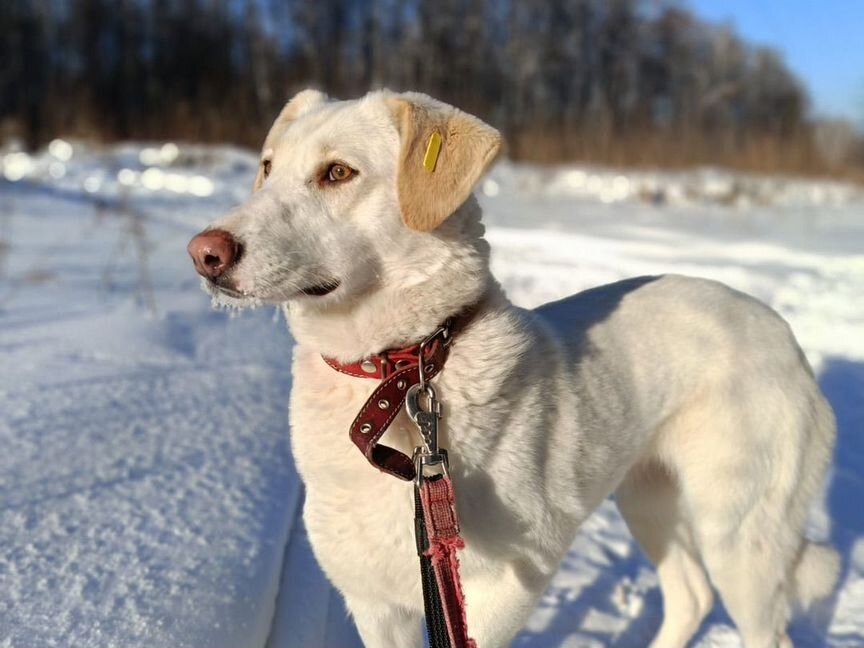 Ищет дом замечательная Беляна