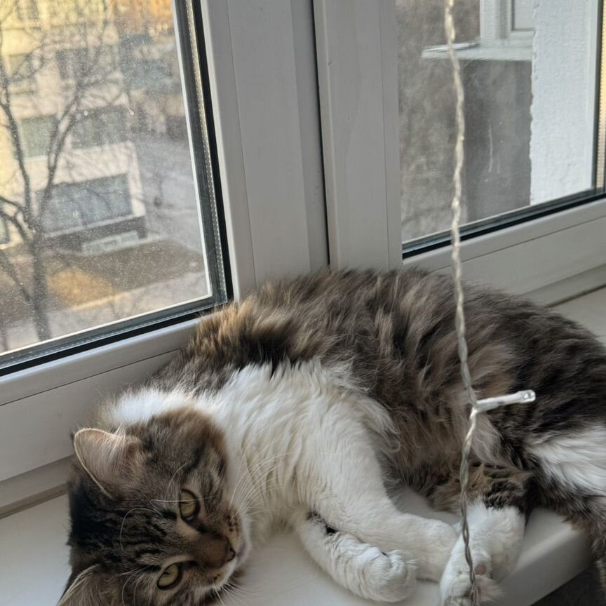 Котик Рубик в добрые руки