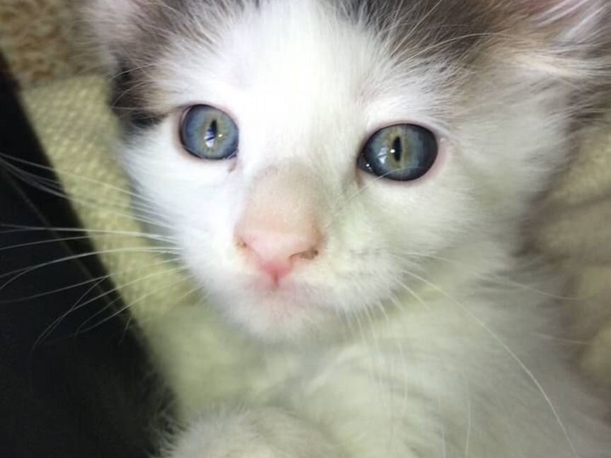 Кошка армянский van