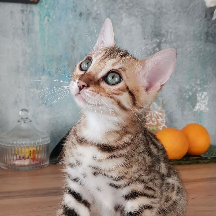 Бенгальские котята