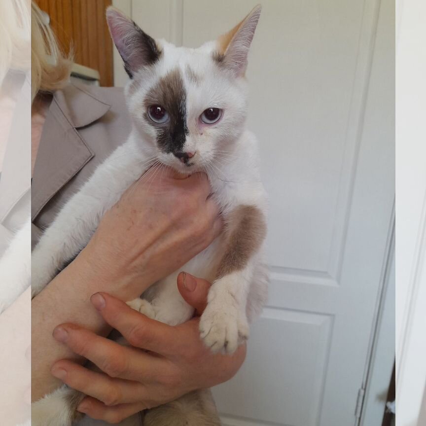 Котёнок в добрые руки