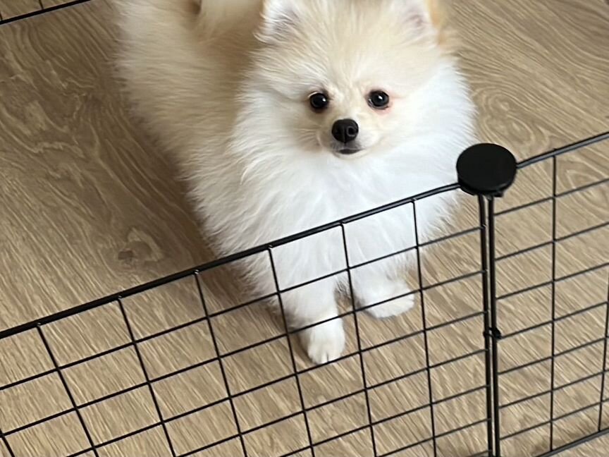 Померанский шпиц