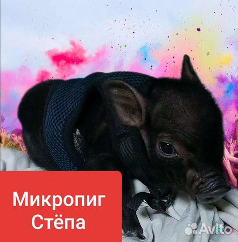 Микропиг, микропиги, минипиг, домашний поросёнок