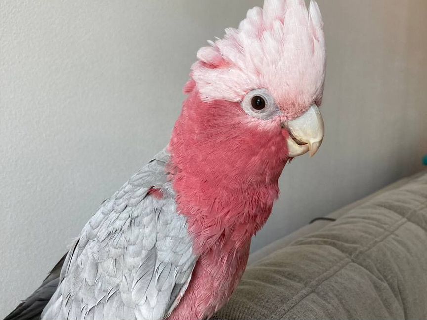 Розовый какаду