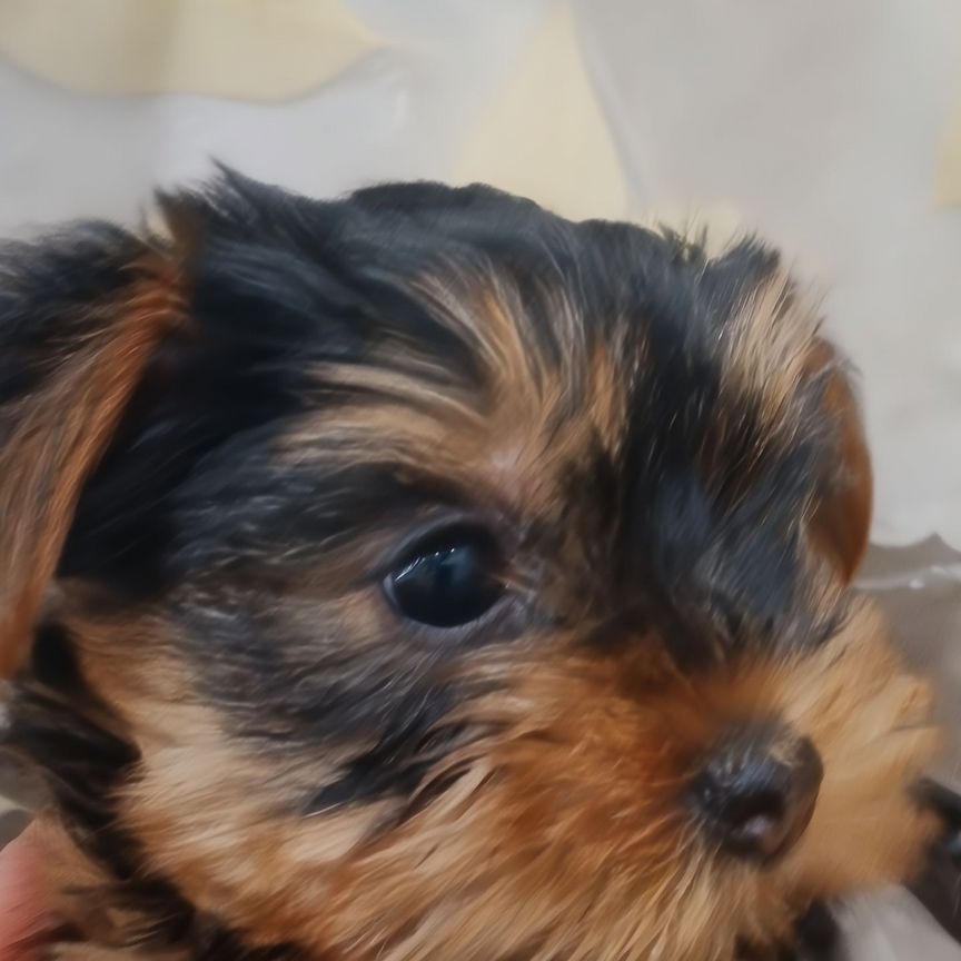 Йоркширский терьер, щенок