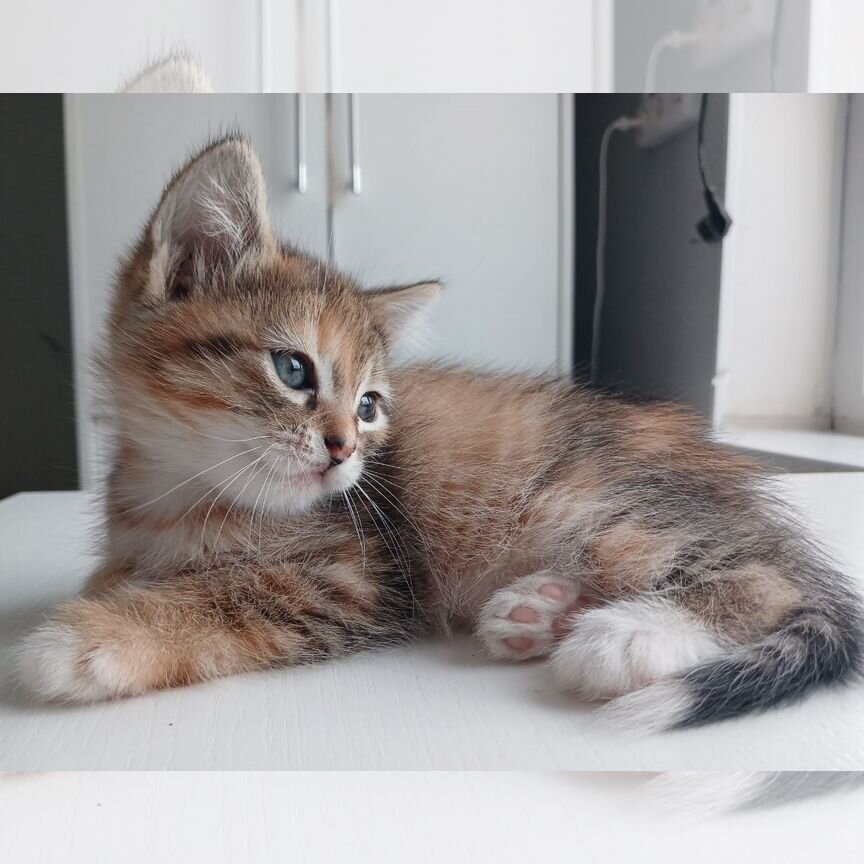 Котёнок в добрые руки