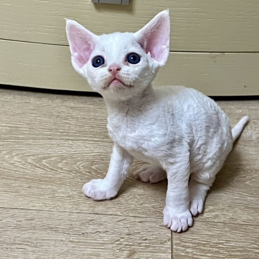 Синеглазый малыш