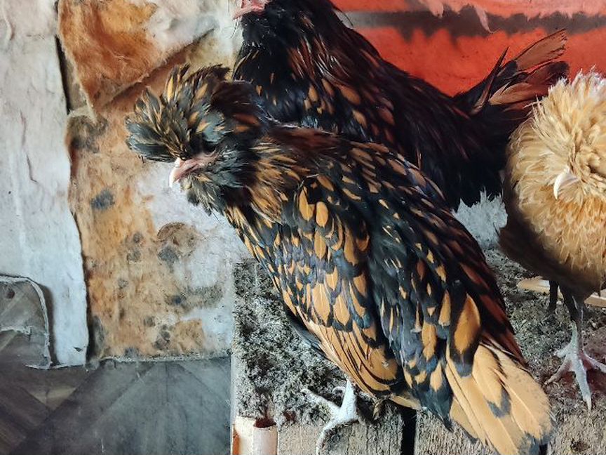 Куры падуаны