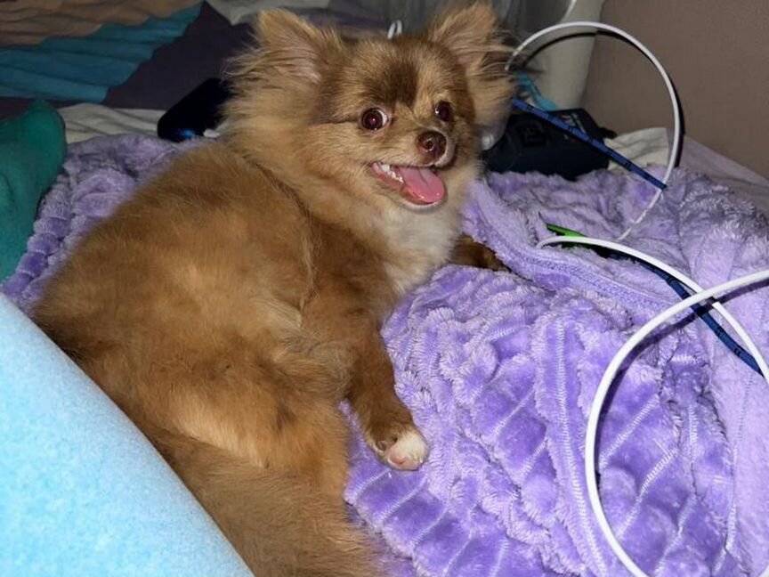 Шпиц вязка девочка