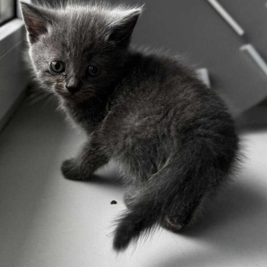 Британский короткошёрстный котёнок
