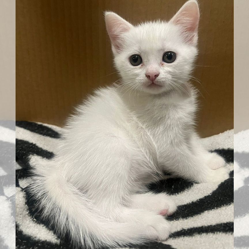 Котенок