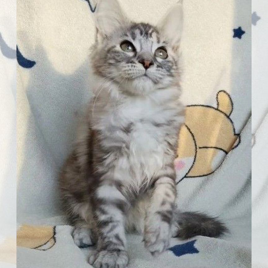 Мейн-кун котёнок