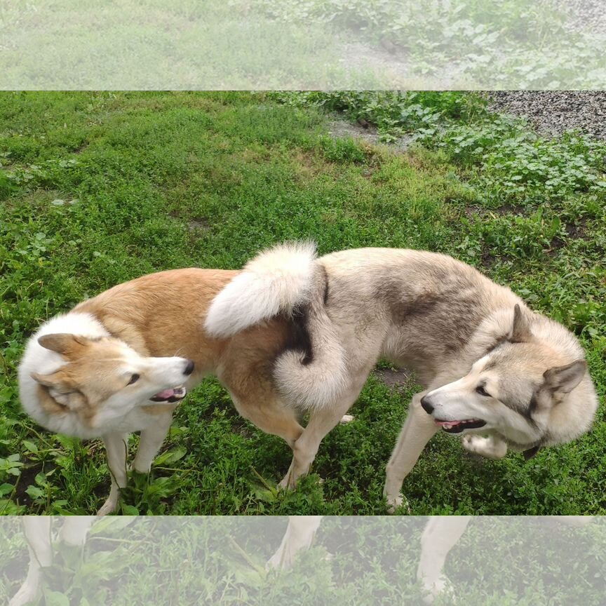 Лайка, щенок