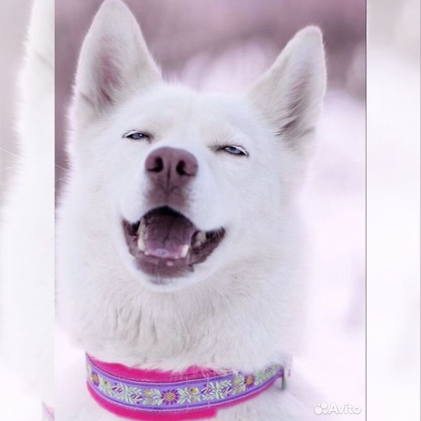 Ошейник для маленькой собаки ручная работа