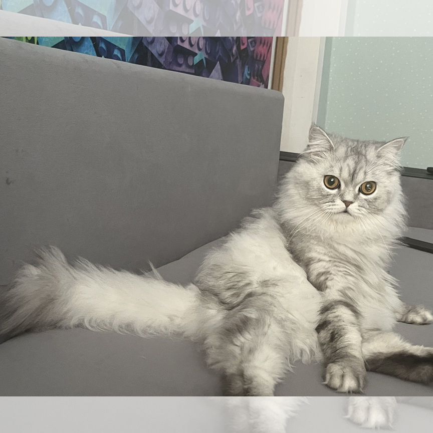 Британский длинношёрстный, взрослый кот