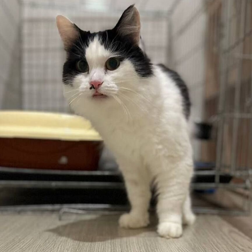 Кошке очень нужен дом