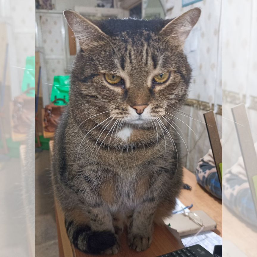 Взрослый кот в добрые руки