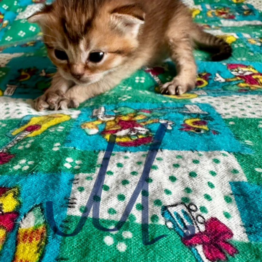 Шотландские золотые шиншиллы котята