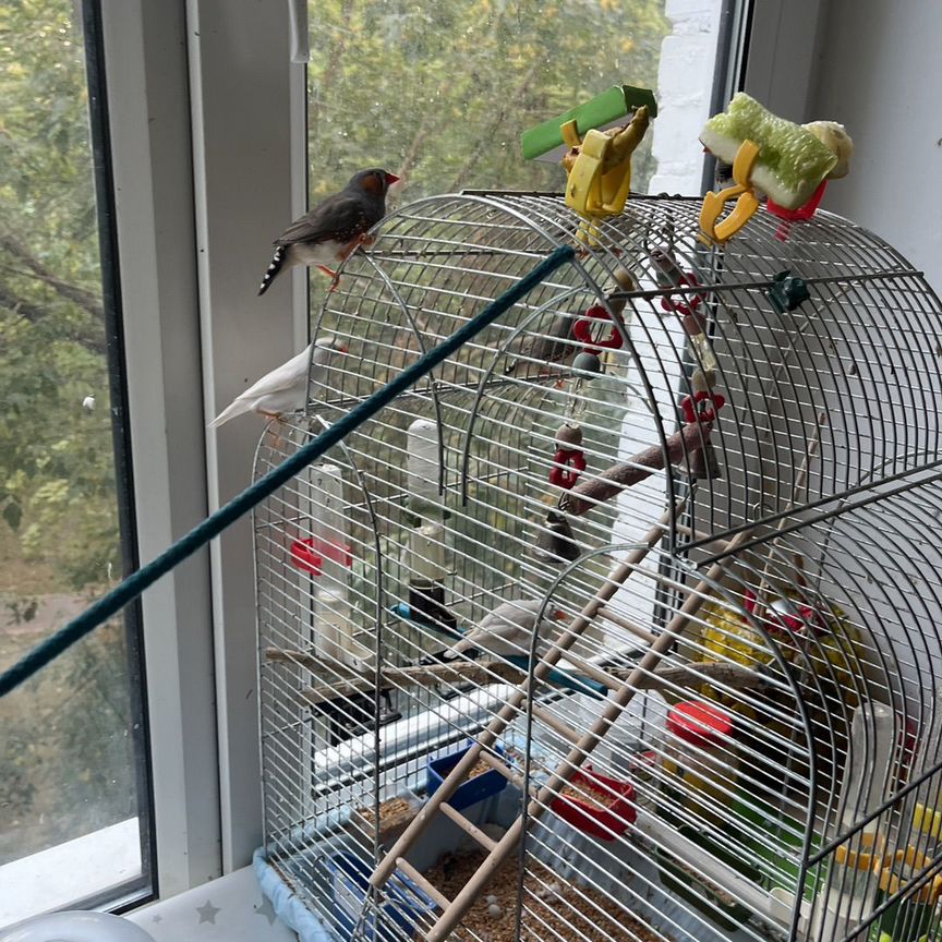 Рисовые амадины москва