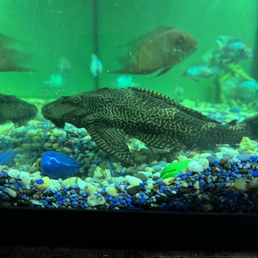 Сом большой